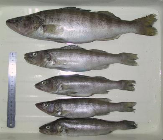 Sander marinus (Cuvier, 1828)